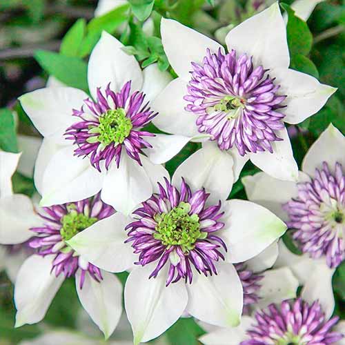 Vásároljon palánták-t a iszalag (clematis) bicolor-től (4757): a ...